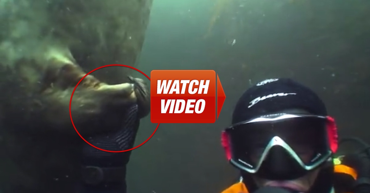 Watch This Diver's Amazing Encounter Go From Unexpected To UNBELIEVABLE!
