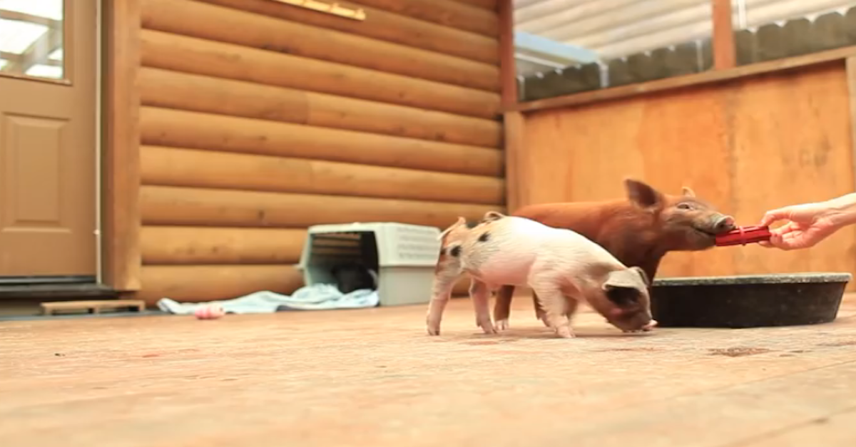 Just Before They Were Sent To Slaughter, A Miracle Happened. Their ...