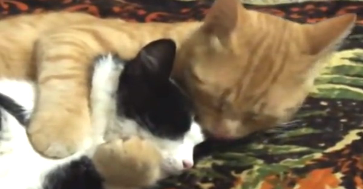 This Is The SWEETEST Video I've Ever Seen! Look What These Cats Do To ...