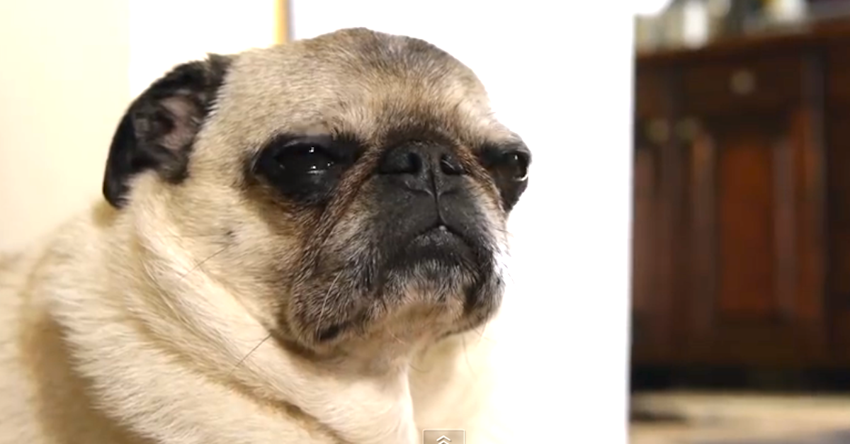 These Dogs Want You To Think They're BAD To The Bone, But I Think They ...