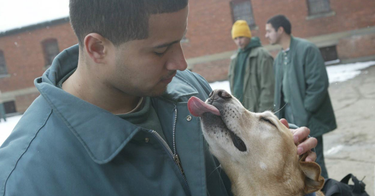Convicts Train Puppies Into Service Dogs For Disabled Soldiers ...
