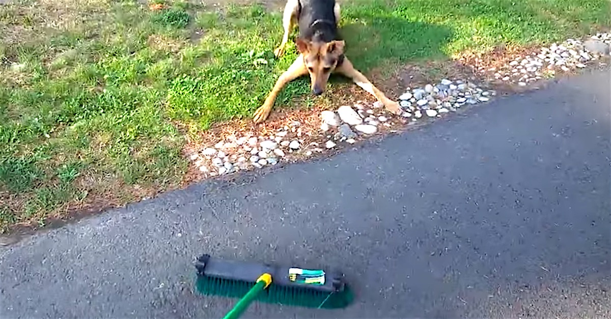 Big Dog Is Scared Of A Broom, But Watch His Front Paws At :26. HILARIOUS!