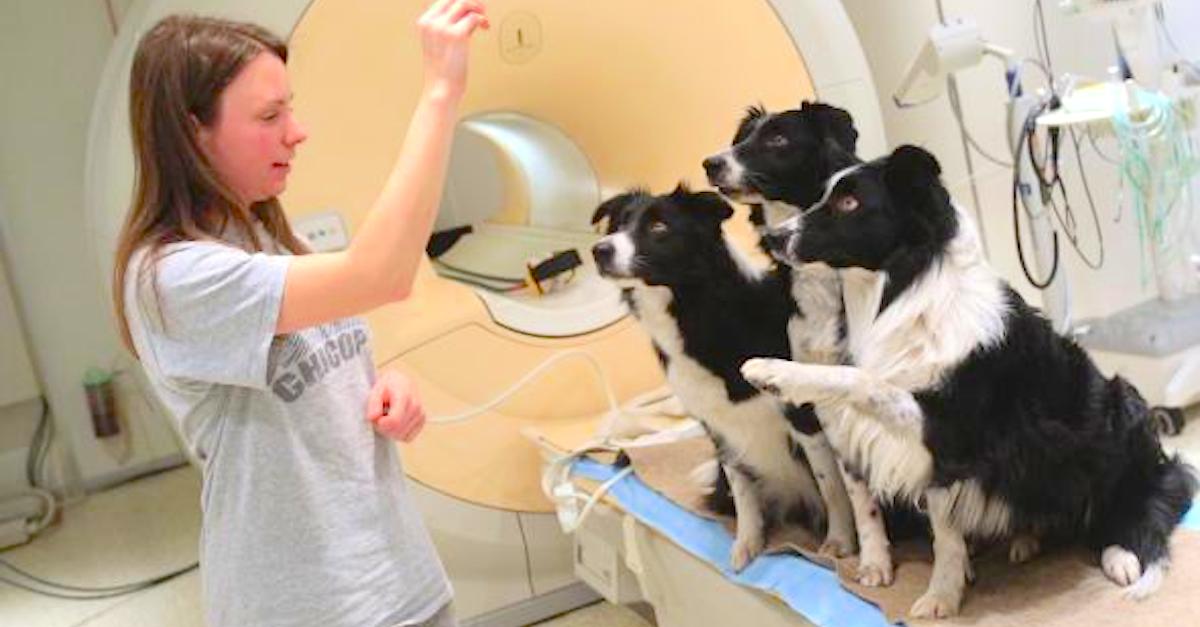 Dogs Really Are Man's Best Friend, Proven By Scientific Study