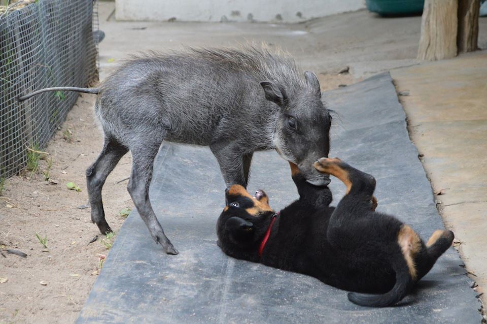 These Friends Love Playing Together. But Now Watch When They Turn Around...