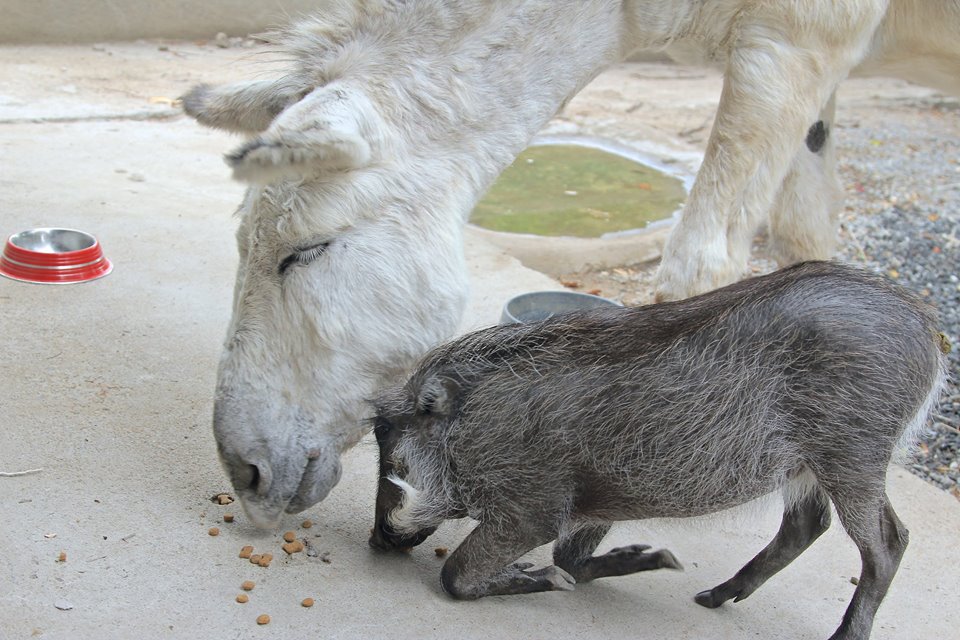 These Friends Love Playing Together. But Now Watch When They Turn Around...