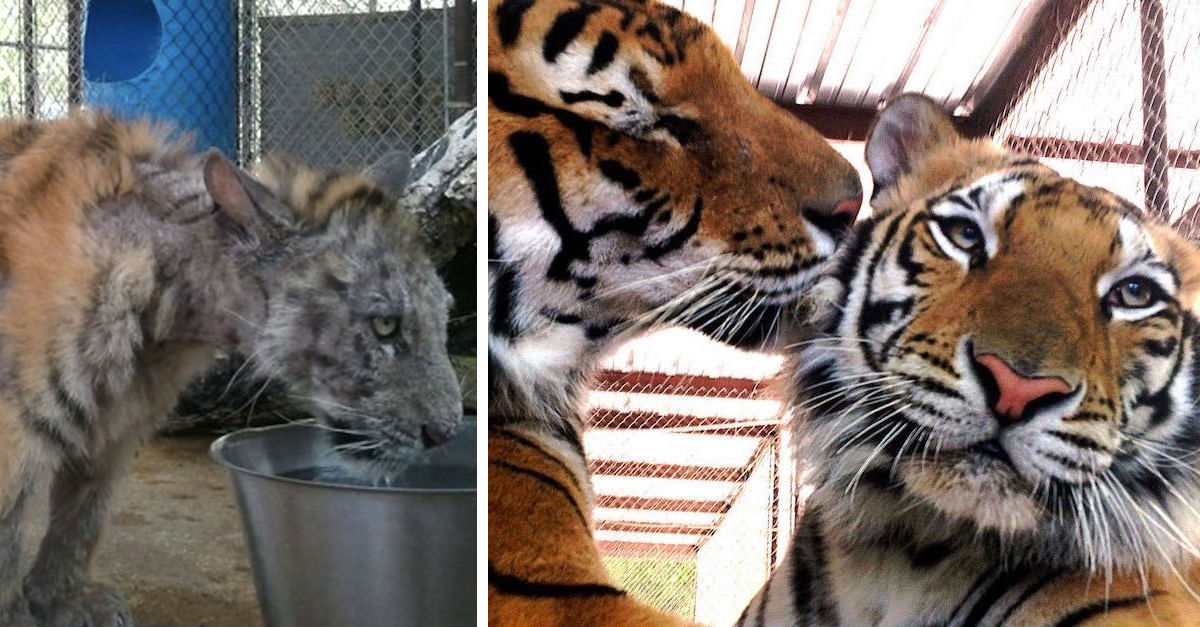 Rescued Tiger Covered In Bald Patches And Swollen Skin Meets Her Soul ...