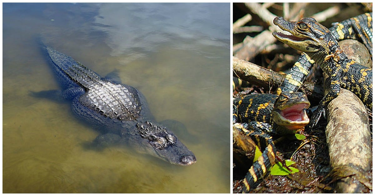 10 Amazing Alligator Facts You May Not Know
