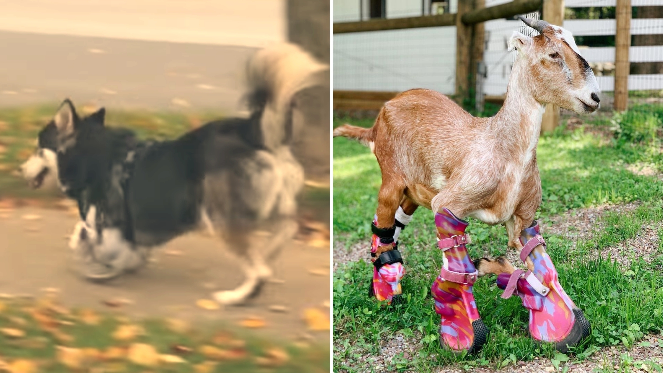 Prosthetics Changed Everything For These 8 Amazing Animals