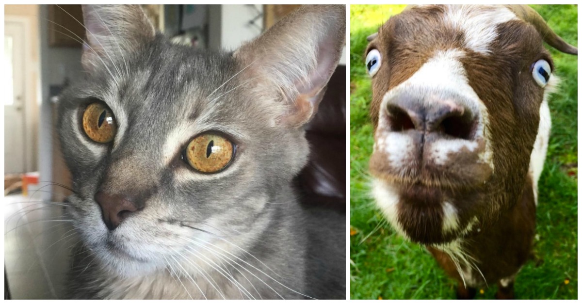 11 Animals With Absolutely Stunning Eyes