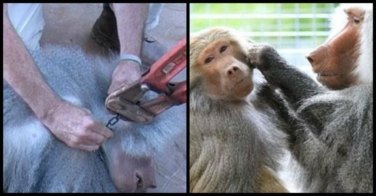 After 17 Years Of Loneliness And Abuse, 2 Rescued Baboons Find True Love