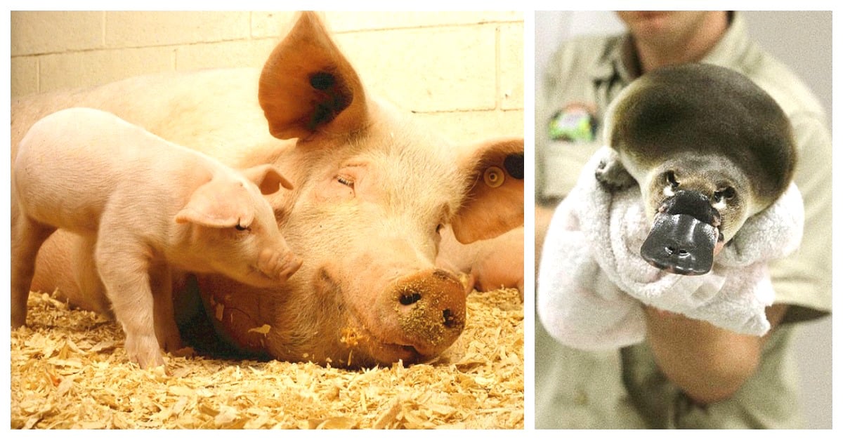 11 Surprising Names For Baby Animals You Never Knew