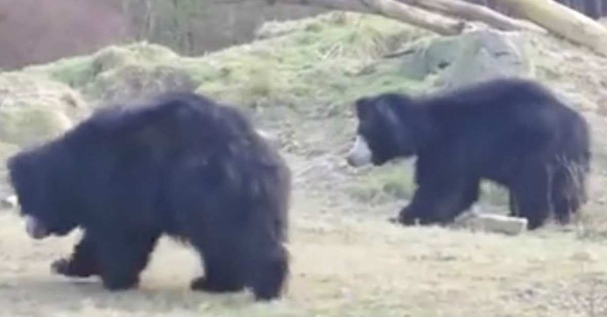 Group Of Bears Acts Normally Until They Spot THIS In Their Enclosure ...