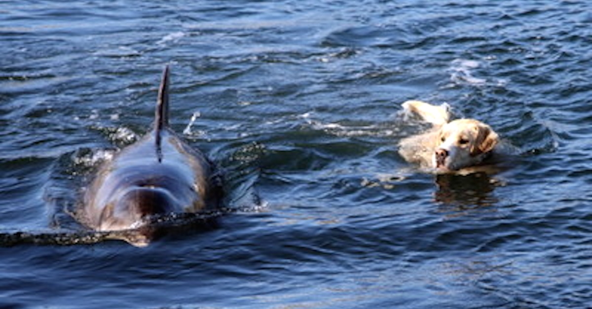 Every Day, A Dolphin Comes To Shore To Take His Dog For A Swim. Incredible.