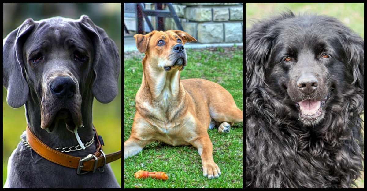 Big Dog Names: 100 Names For Males And Females