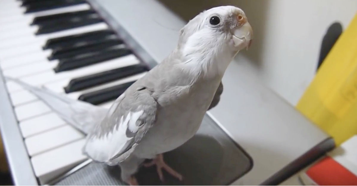 Small Bird Sits Quietly At The Edge Of A Keyboard, But When He Hears ...