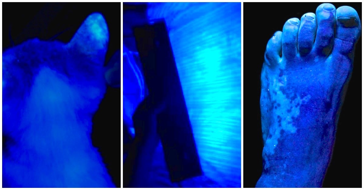Black Light Revelations: 8 Surprising Things That May Be Hiding In ...