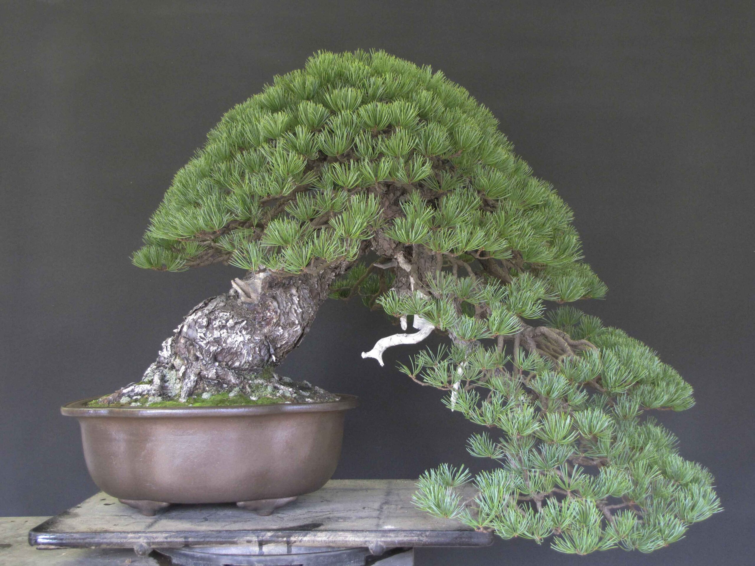 A Tree Grows In The Middle Of A Lake. Its Tiny Secret? INCREDIBLE!