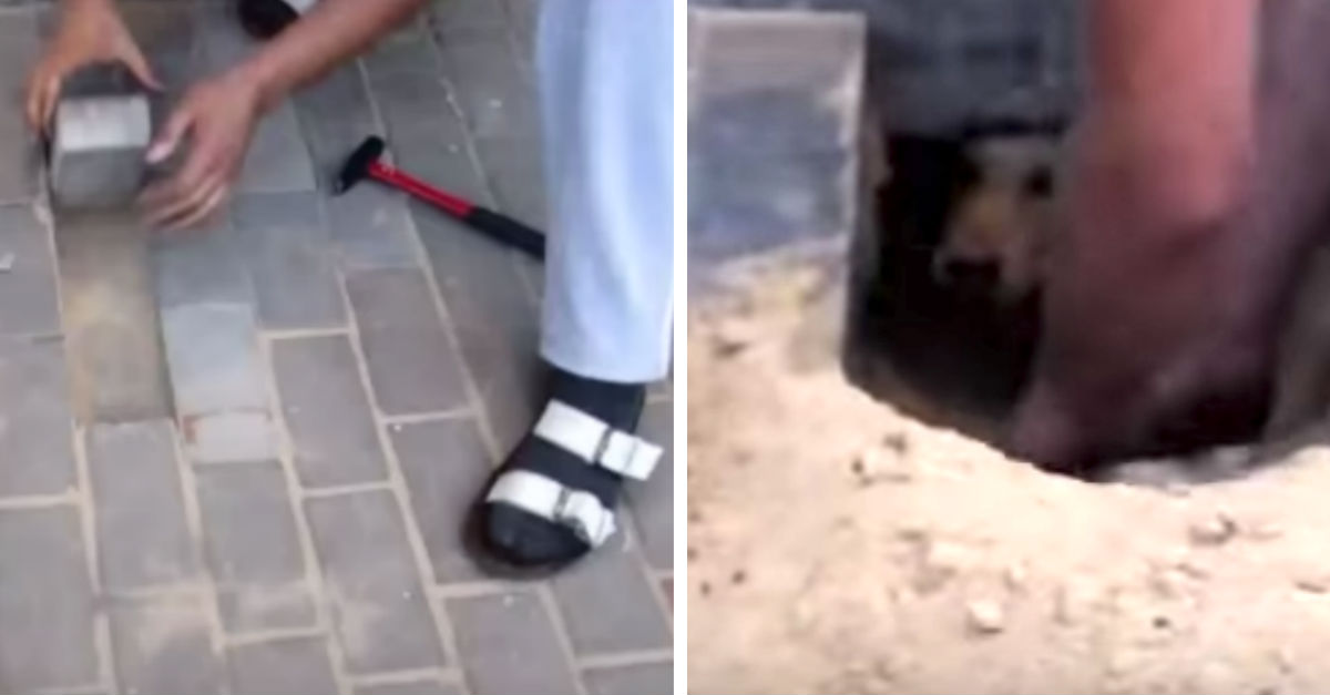 Couple Hears Barks From Under Their Sidewalk, Then Removes Bricks To ...