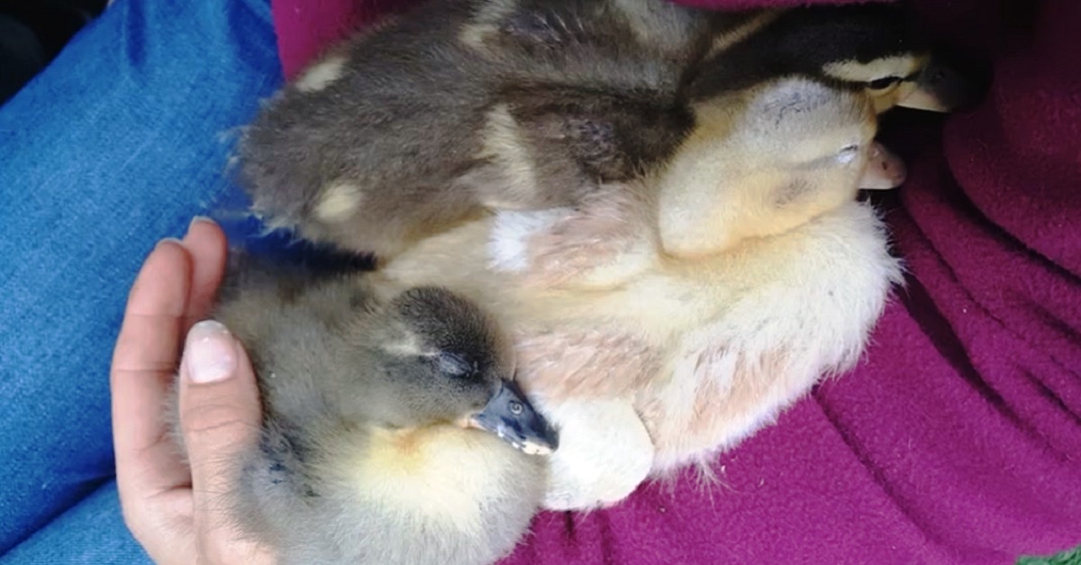 3 Baby Ducks Slumber Peacefully In Their Favorite Human's Arms