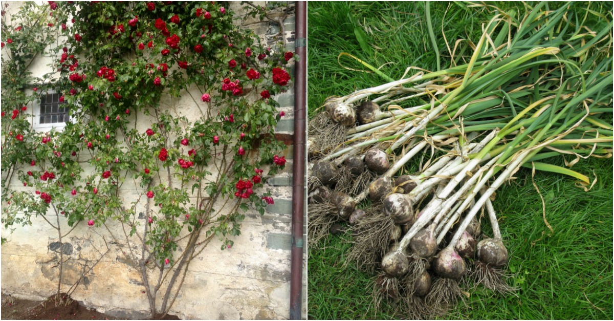 Companion Planting Guide: 9 Plants To Grow Together