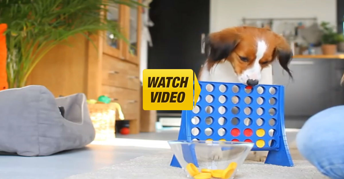 AWW, This Pup Has A Favorite Game, And It's Unbelievable To Watch Her Play!
