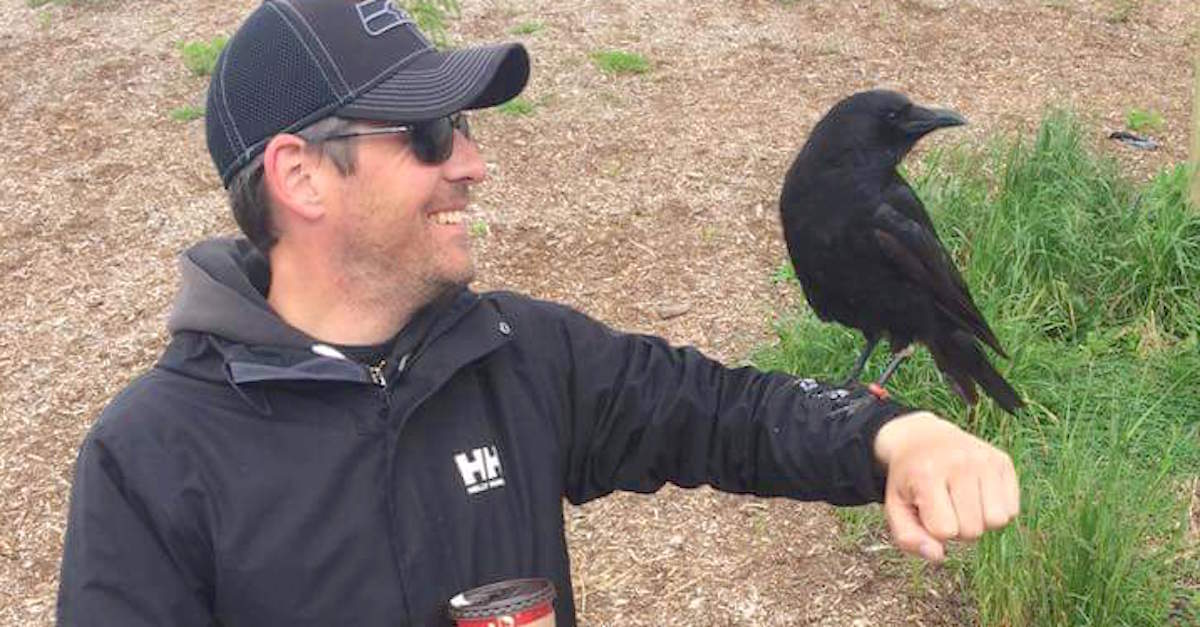 A Wild Crow Rides Around On His Arm. The Reason? This Is Too Adorable!