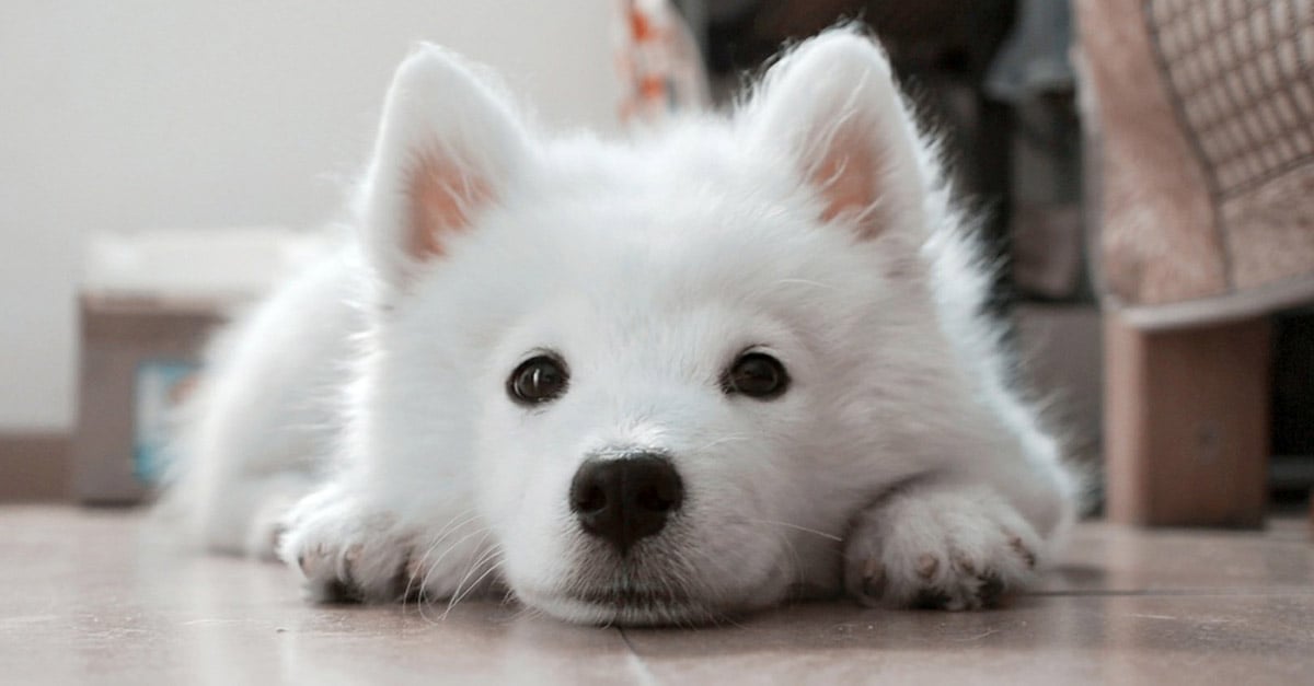 100 Cute Dog Names For Girl And Boy Dogs