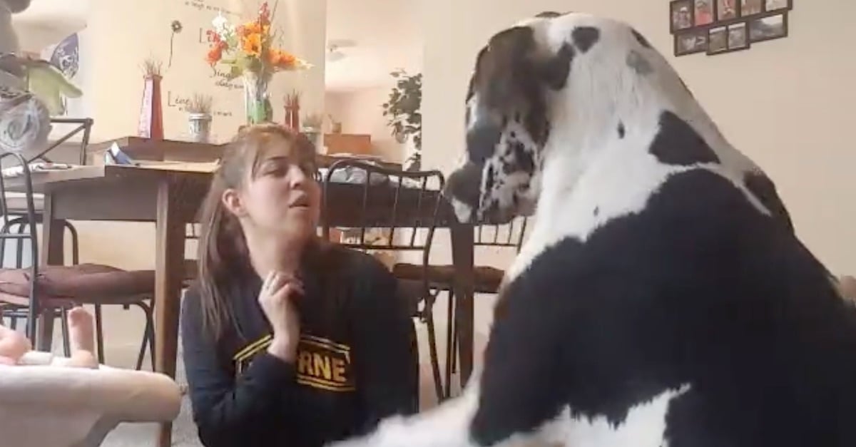 Great Dane Approaches His Mom, But Then She Turns Her Attention To The ...