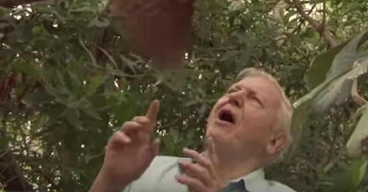 A Famous Naturalist Went Into The Jungle To Film, But He NEVER Expected ...