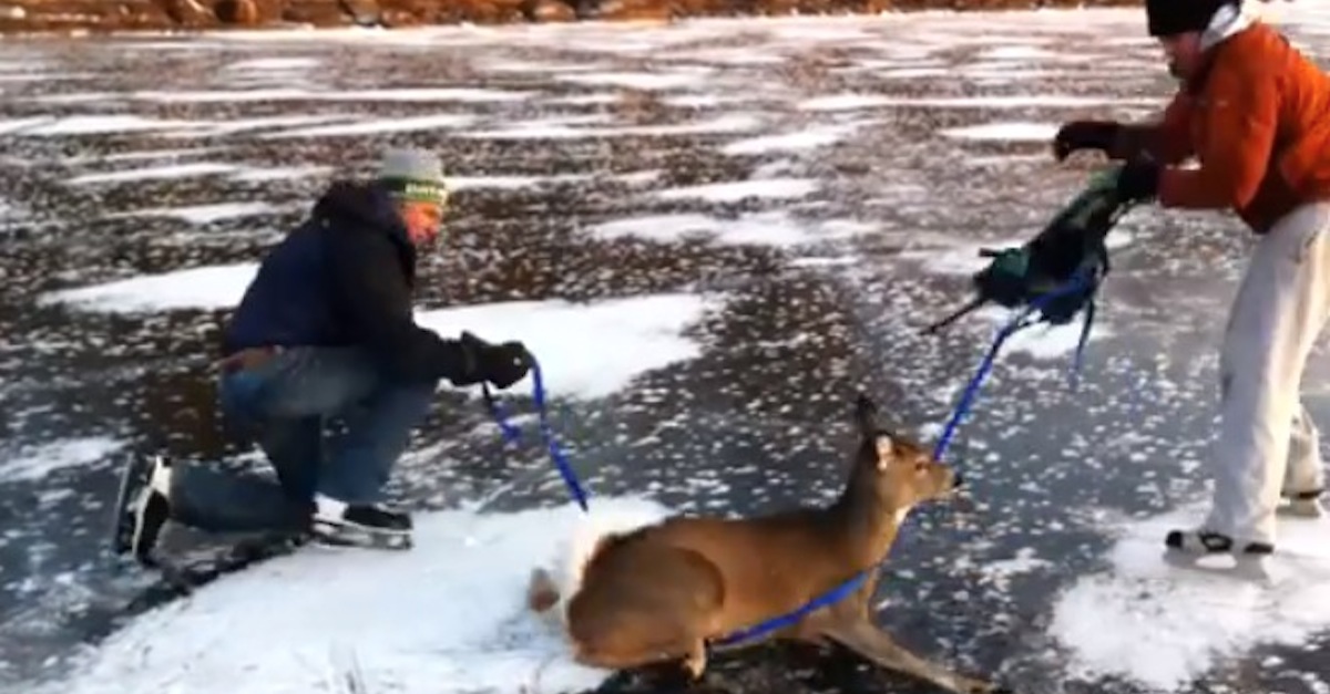 A Deer Was Trapped On A Frozen Lake — Until Two Heroes Did The UNTHINKABLE!