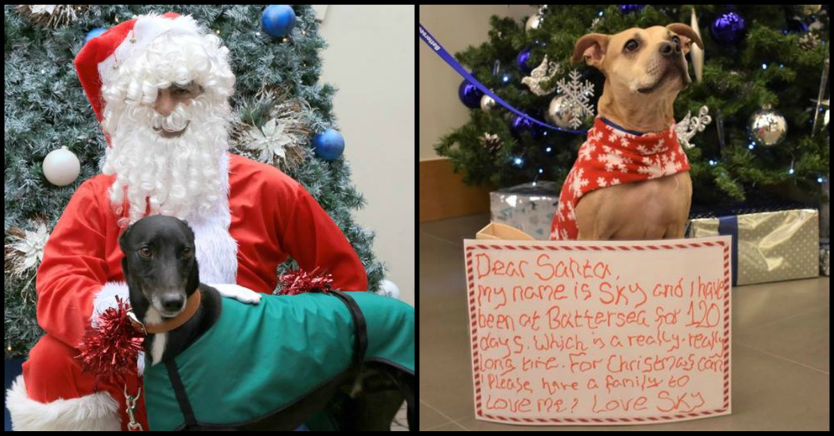 Animal Shelter Shares Dog "Letters To Santa"