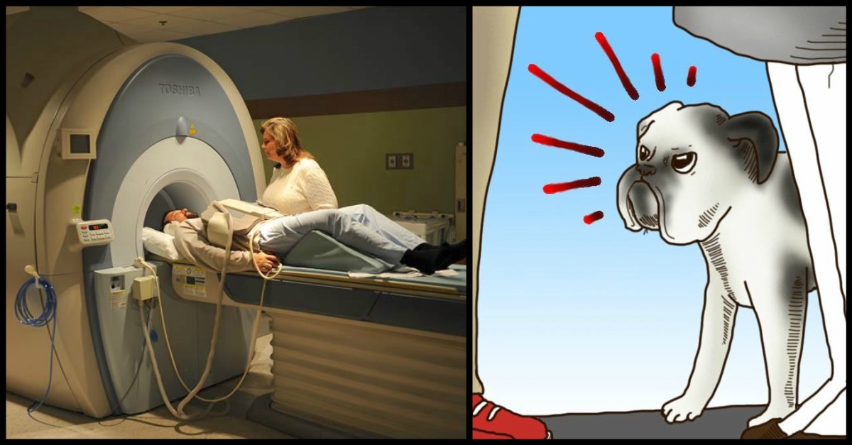 Ways Your Dog Has A Sixth Sense