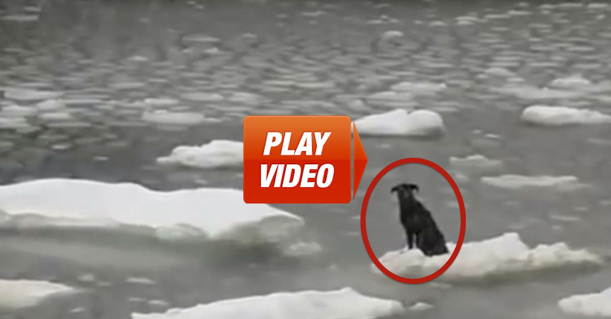 A Stranded Dog Faced Certain Death. What Happened Next Is AMAZING!