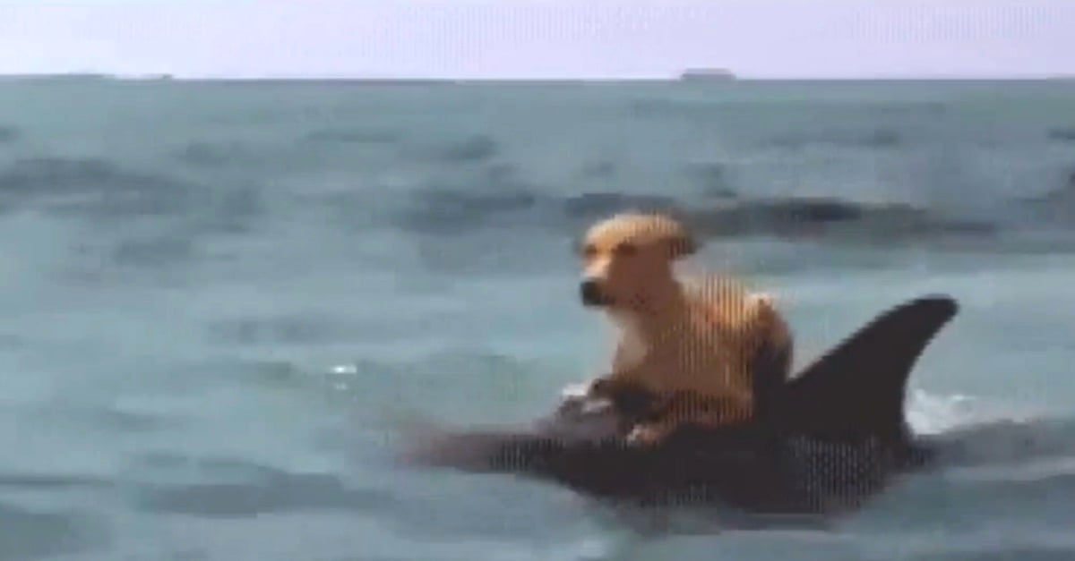 Dogs Ride Dolphins
