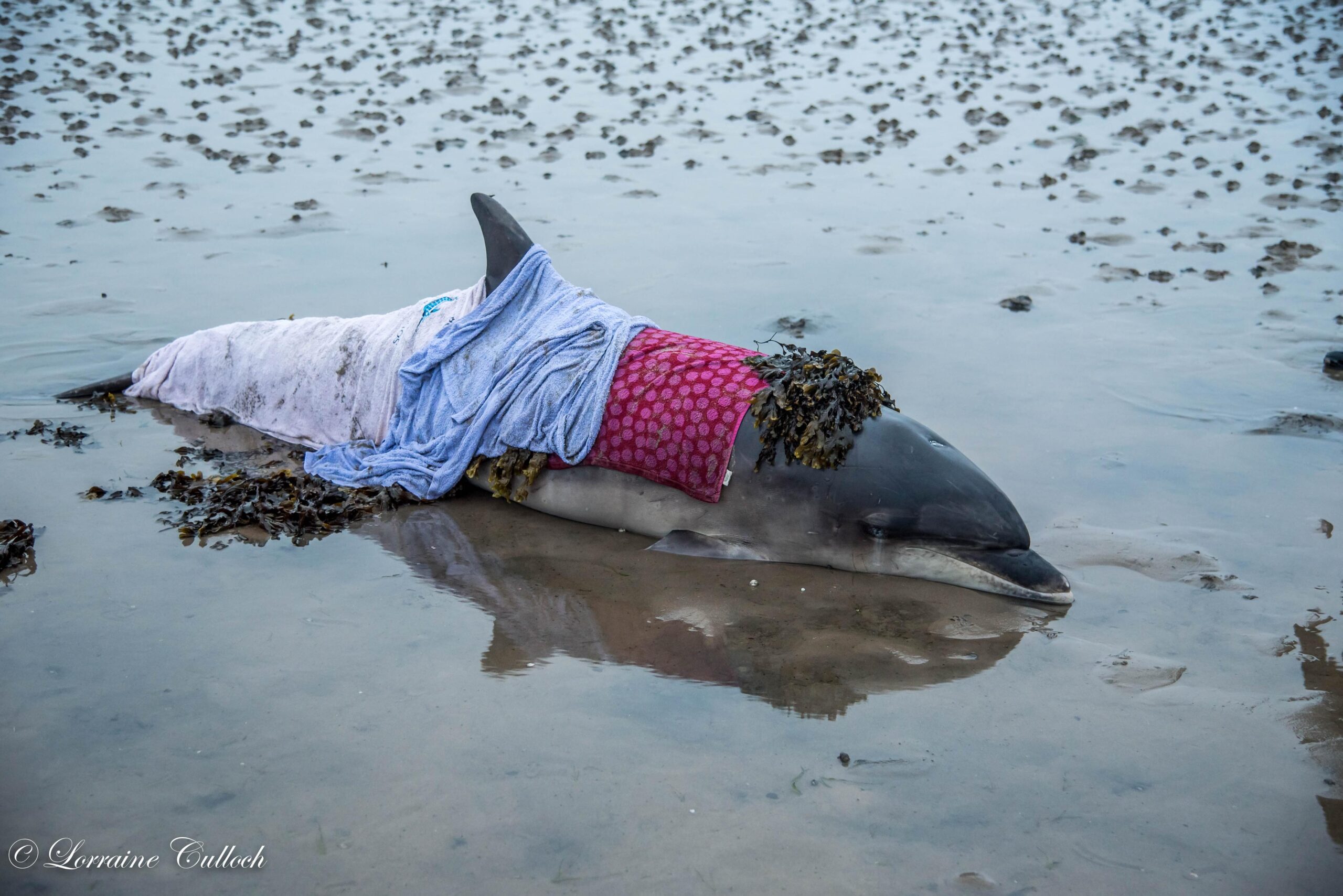 She Spots A Fin Sticking Out Of The Water. But Wait Until You See What ...