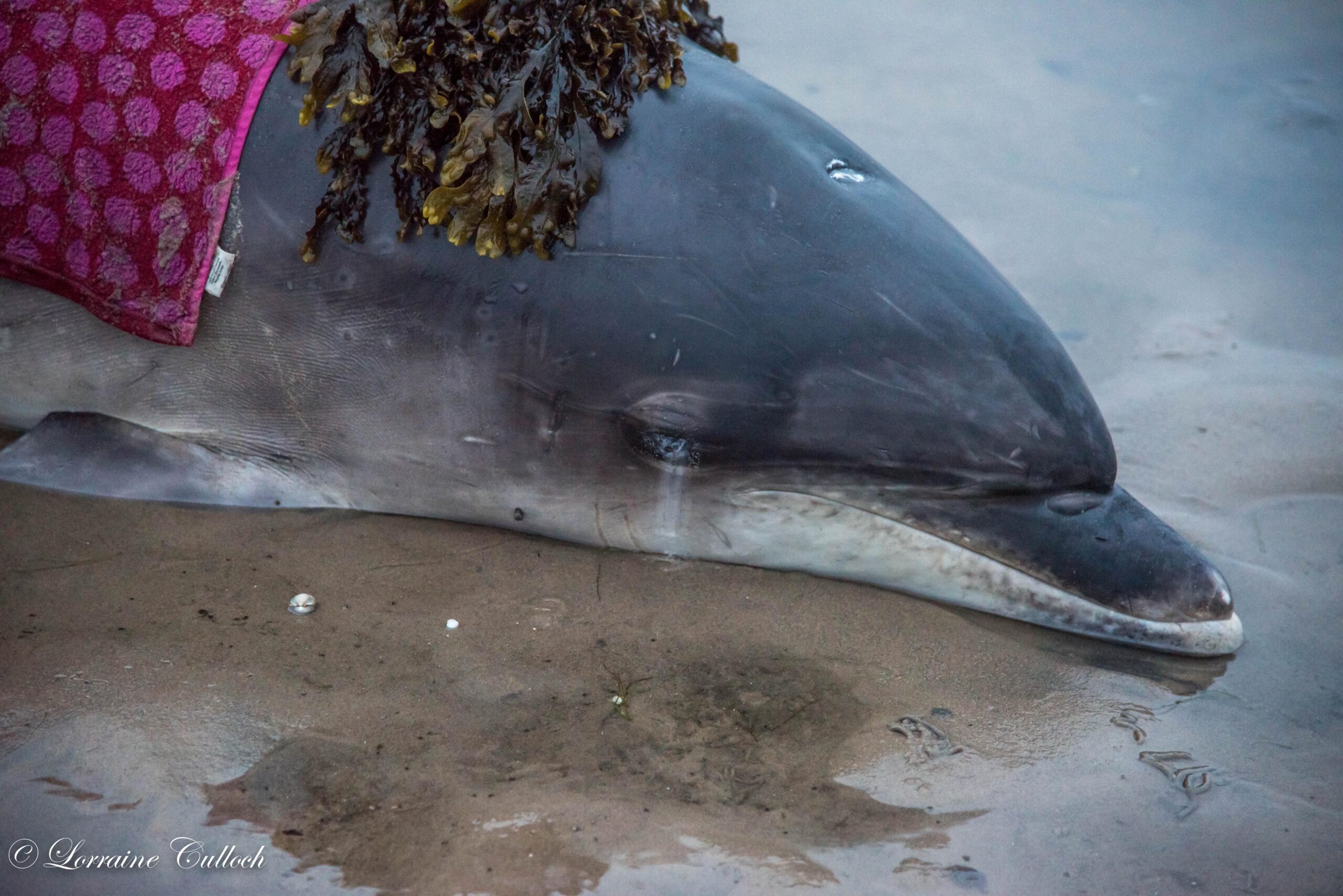 She Spots A Fin Sticking Out Of The Water. But Wait Until You See What ...