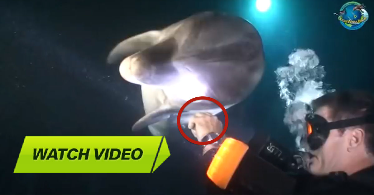 Camera Captures A Once-In-A-Lifetime Experience With A Dolphin!