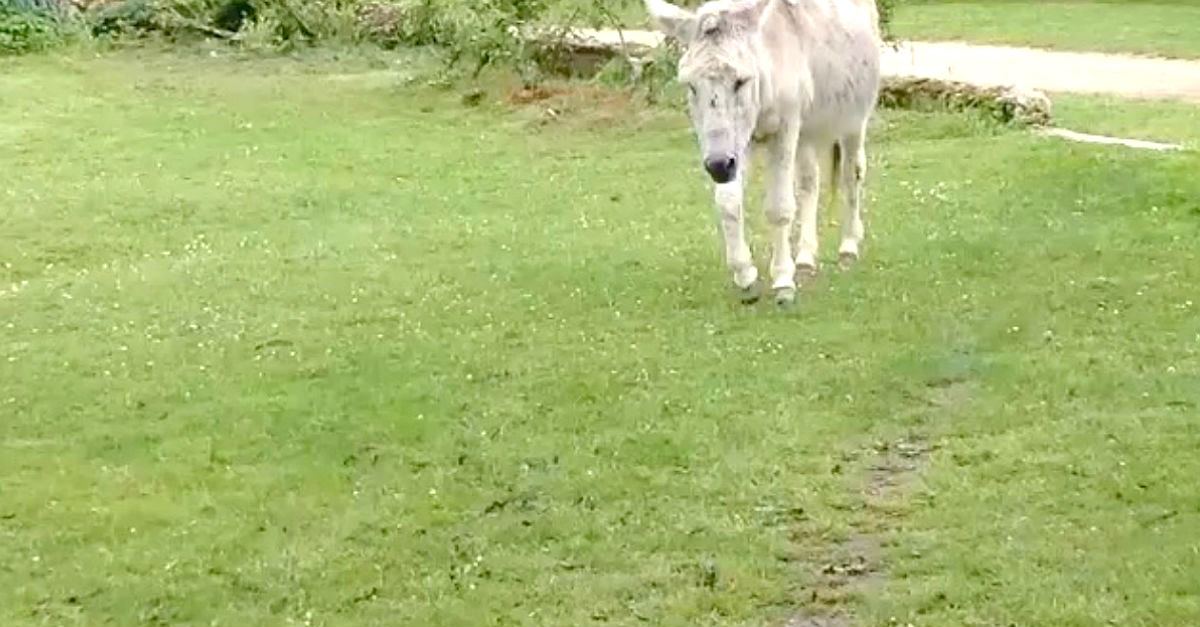 Donkey Walks Across The Grass, Then You See Who Hitched A Ride On His ...