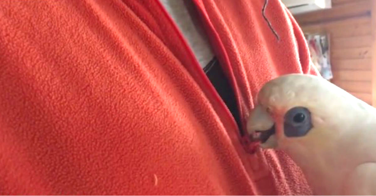Cockatoo Bites On The Zipper Of His Owner’s Jacket And Refuses To Let Go