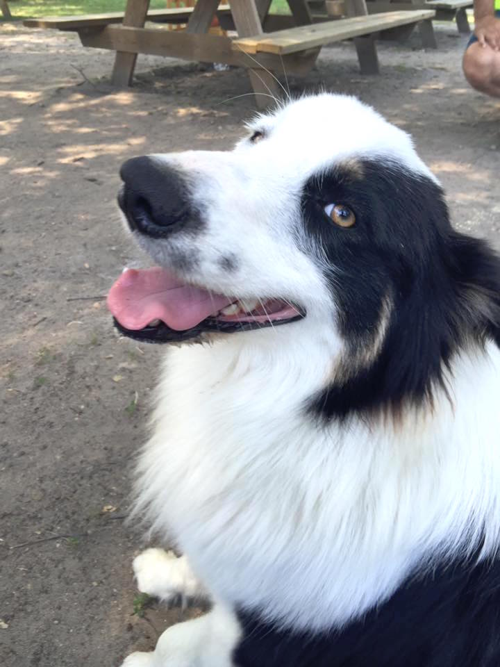 Farley The Dog Loves Kissing His Best Friend. You Won't Believe Who It ...