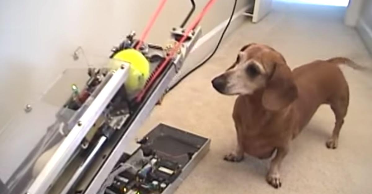 1 Tiny Dog Gets A Brand-New Christmas Toy. Now Keep Your Eyes On The ...
