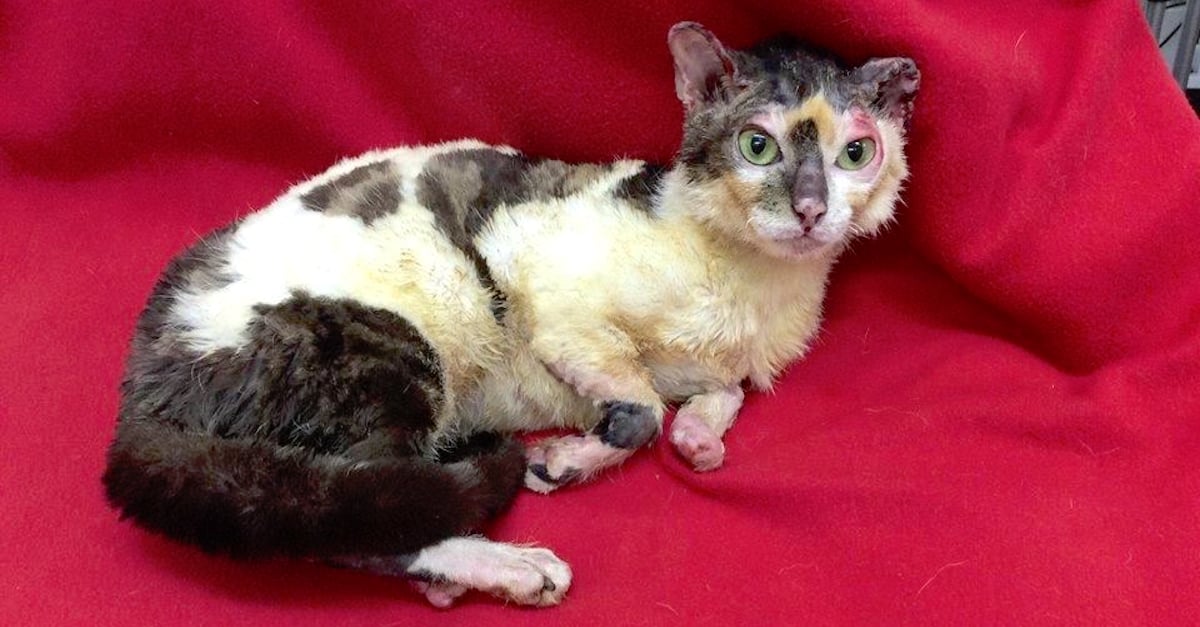 Flames Engulf This Kitty's Home. Why She Runs Back In? HEARTBREAKING