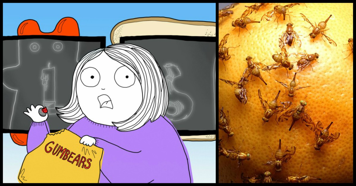 8 Weird Ingredients Hiding In The Food We Eat Every Day