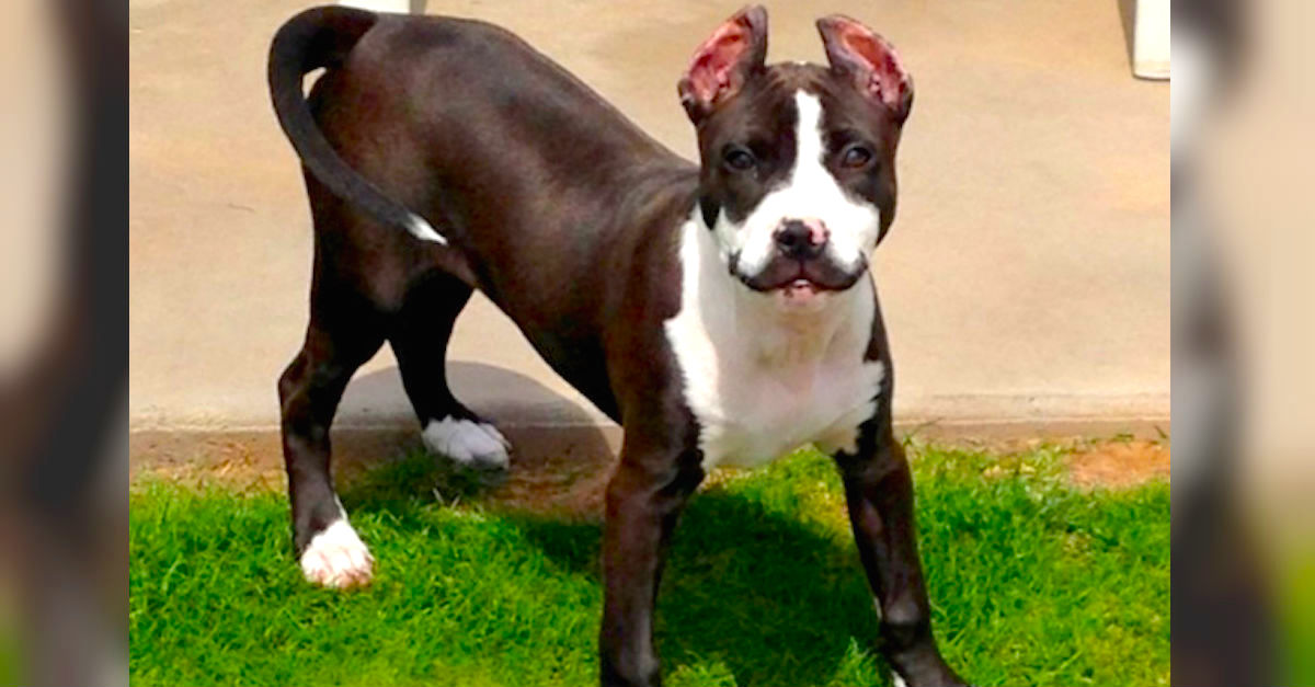 12 Pets With Totally Unique Fur Patterns