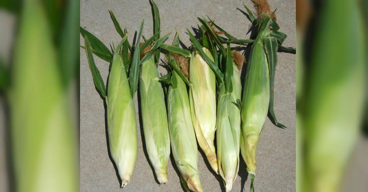 This Normal-Looking Corn Is Shocking People With Its Colorful Secret