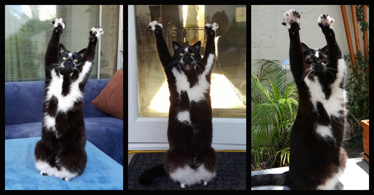 Goal Kitty Just Wants To Cheer You On For Being Awesome