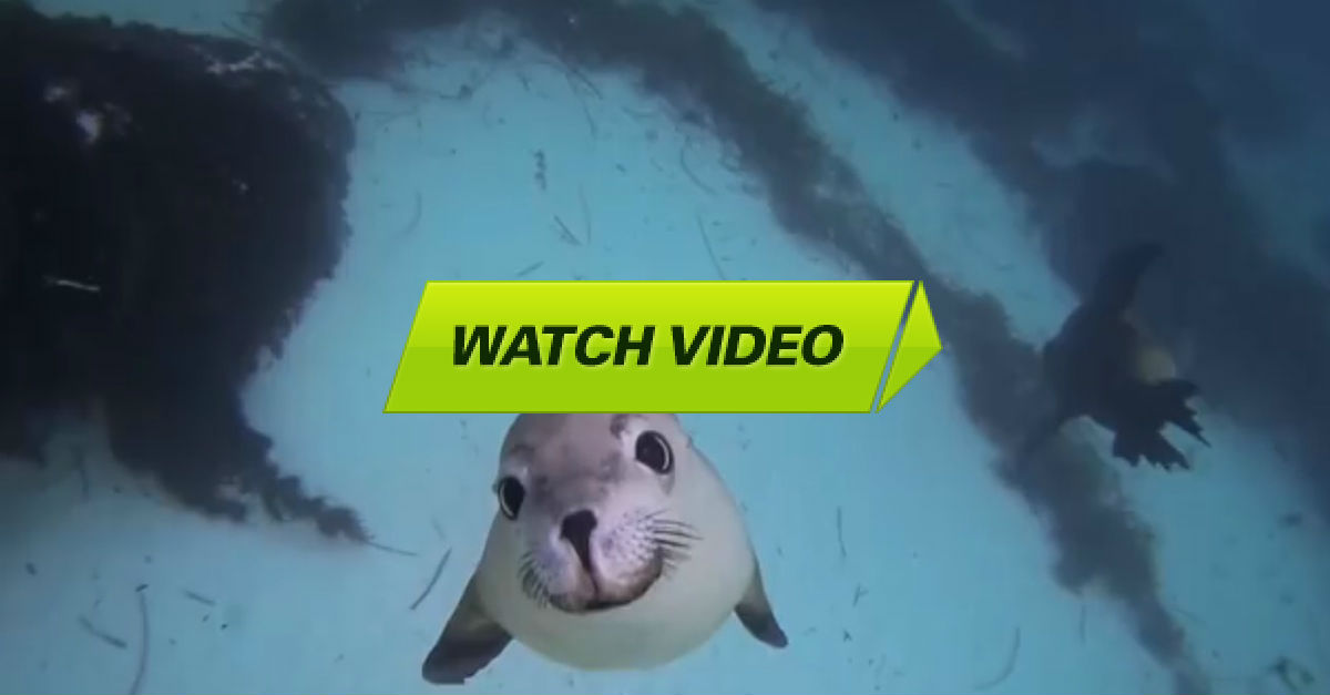 I Know What I Am Doing The Next Time I Am In Australia, Just INCREDIBLE!