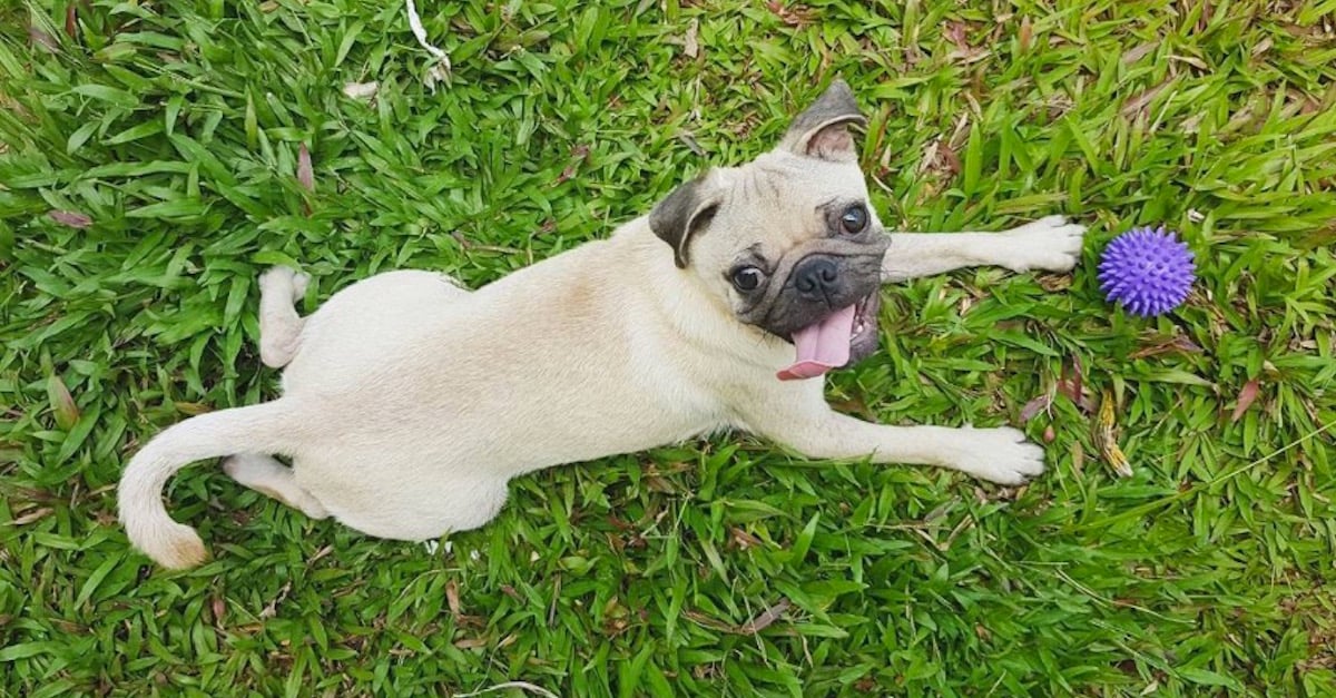 These Reasons It'd Be Awesome To Be A Pug Are So True