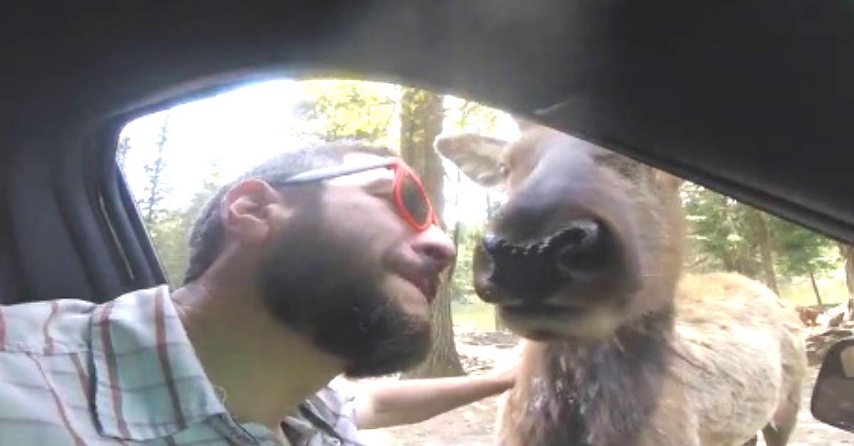 An Elk Walks Up To His Family’s Car, Now Watch When Dad Leans In Close...