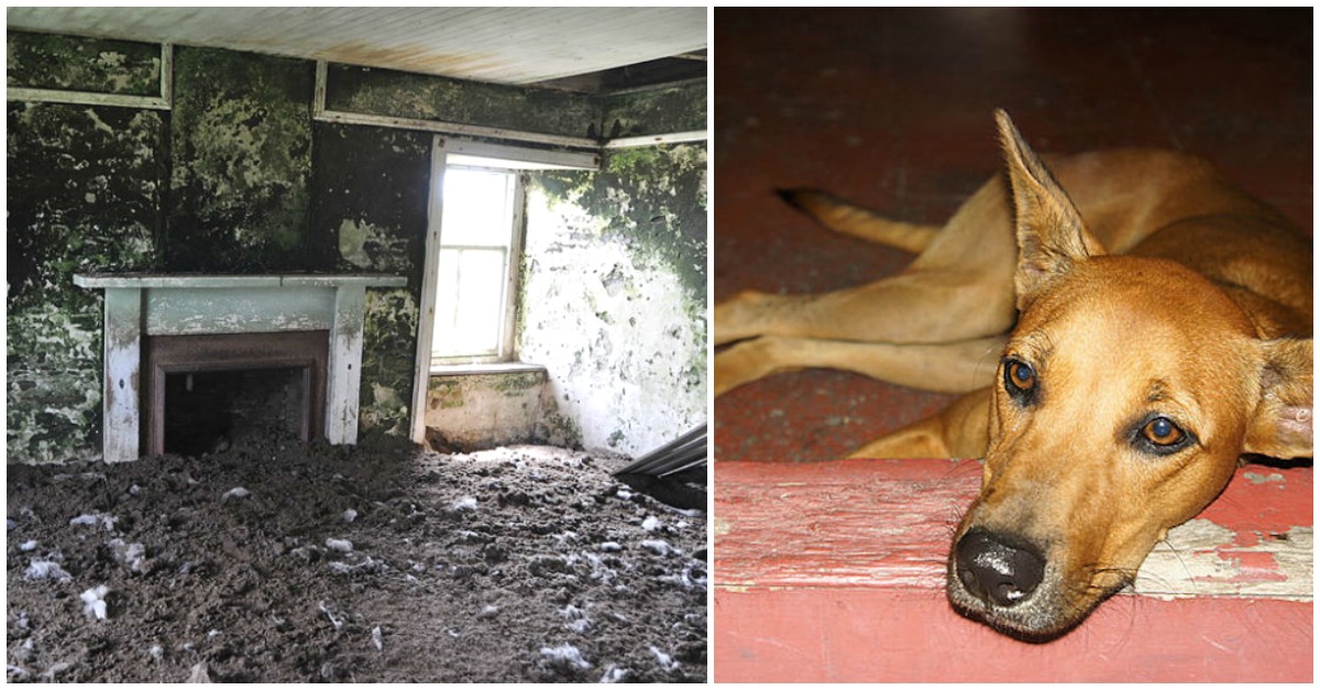 How To Help Someone After A House Fire: 10 Things To Do